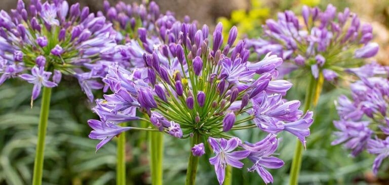 ᐈ El Encanto del Agapanto: Cultivo, Propiedades y Cuidados ‼️